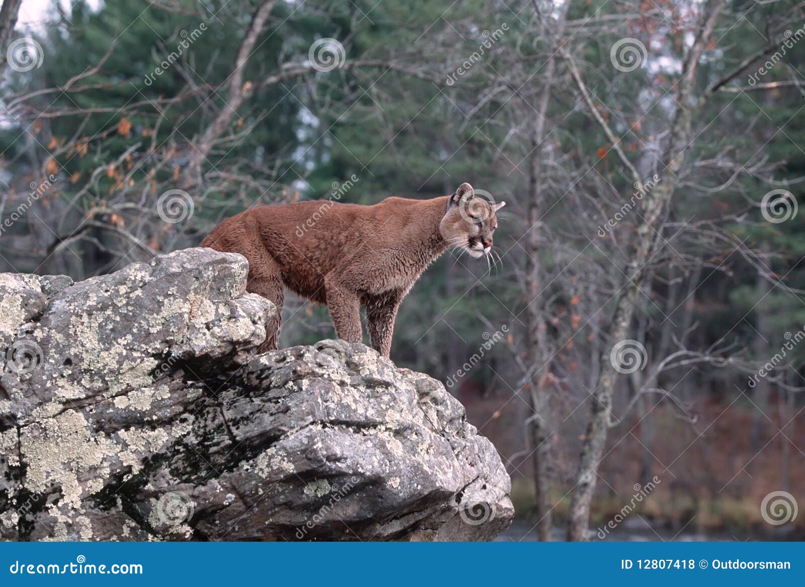 Puma foto de archivo. Imagen de fauna, salvaje, gato - 12807418