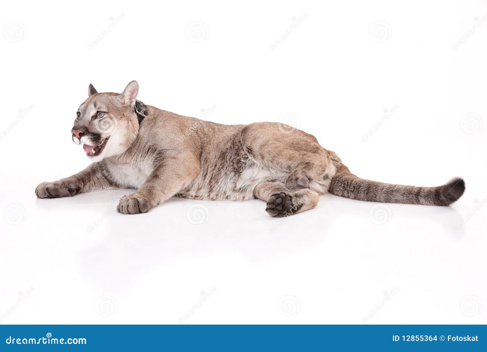 Puma stock photo. Image of white, wildlife, male, shot - 12855364