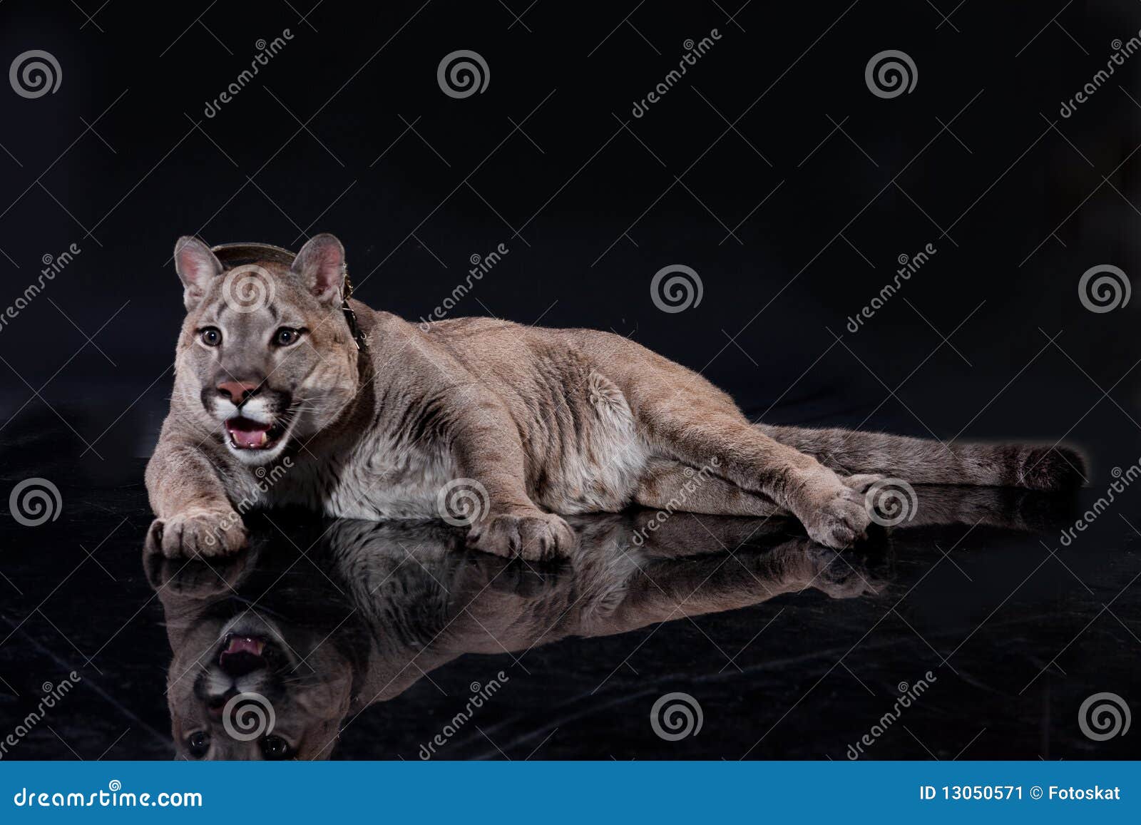 Puma Teeth Isolated Photos - Free & Royalty-Free Stock Photos from ...