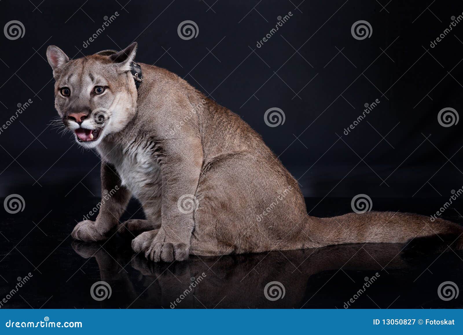 Puma stock image. Image of studio, wildlife, lying, isolated - 13050827