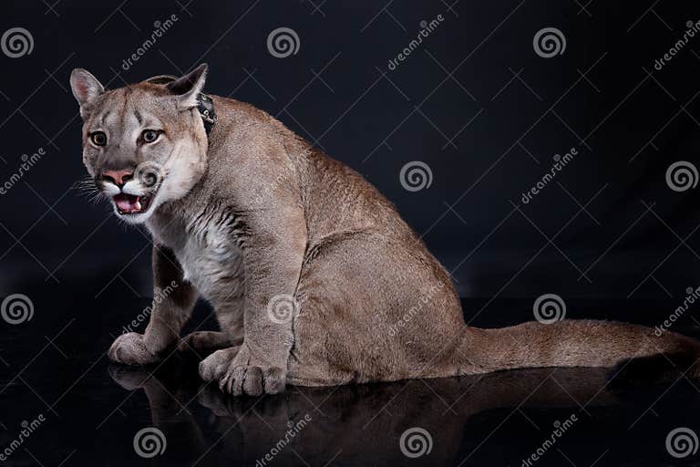 Puma stock image. Image of studio, wildlife, lying, isolated - 13050827