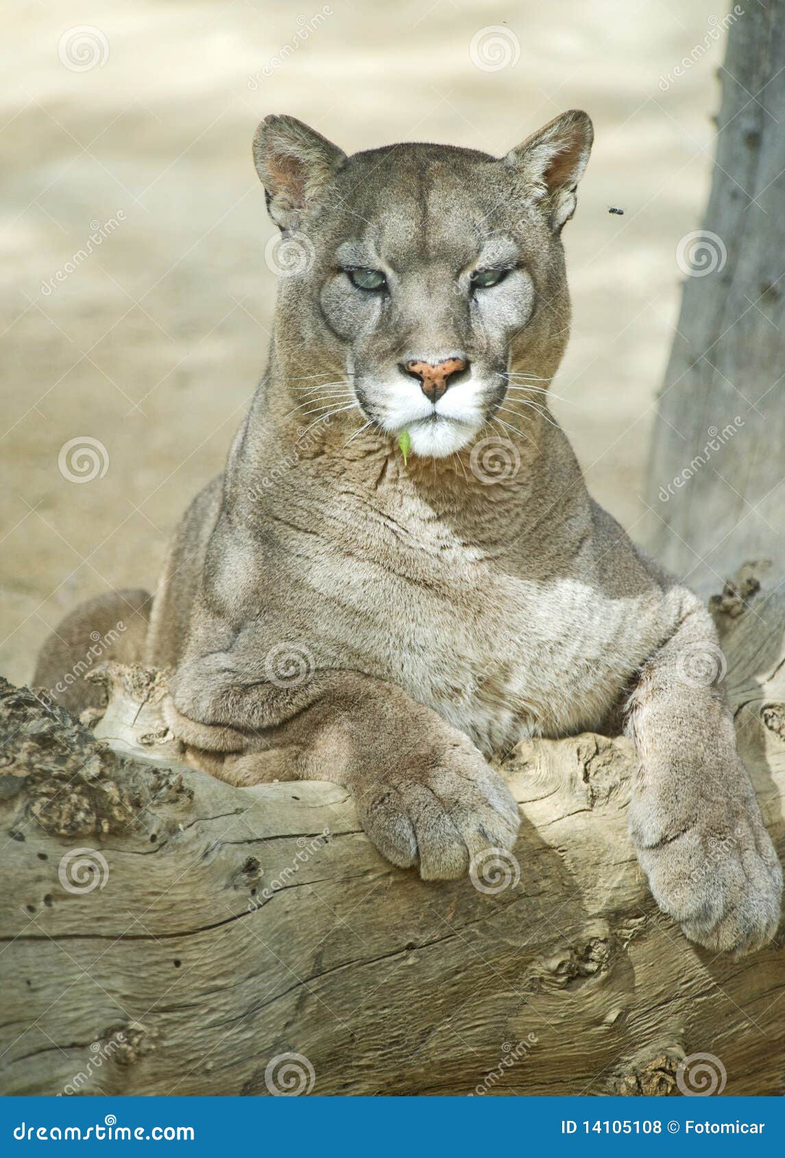 Puma stock photo. Image of felidae, lion, mammal, predator - 14105108