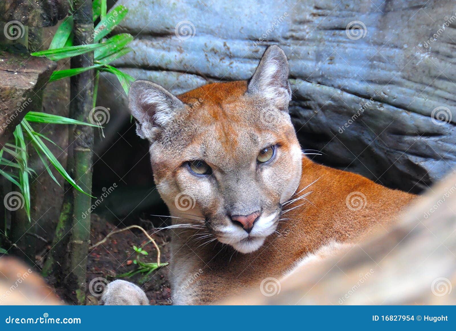 Puma Stock Images - Image: 16827954