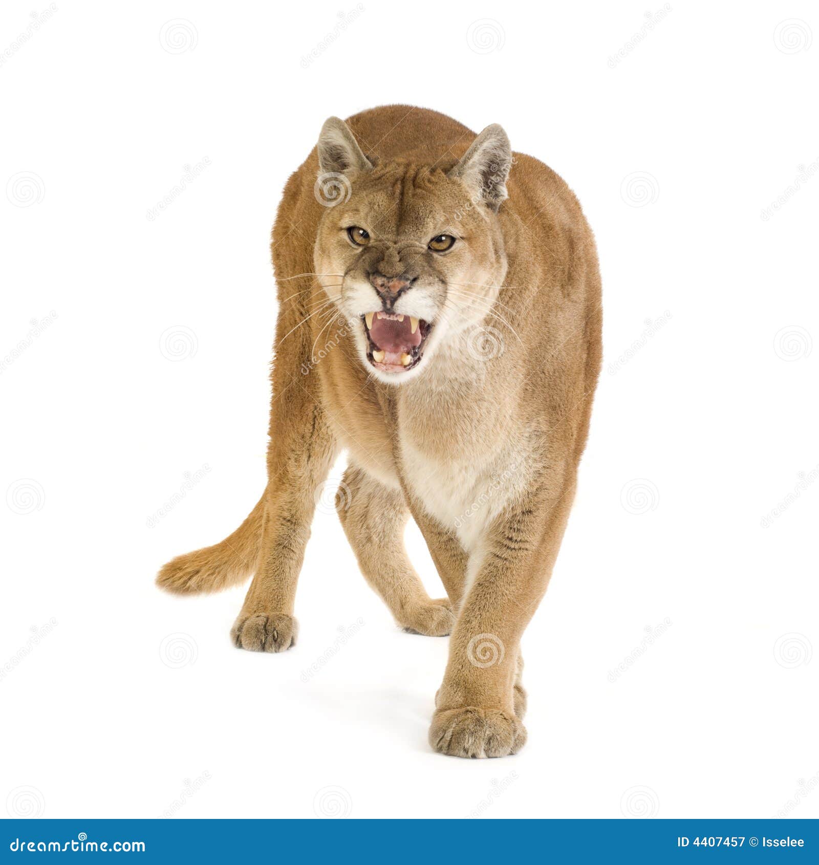 Puma (17 Años) - Concolor Del Puma Fotografía de archivo libre de ...