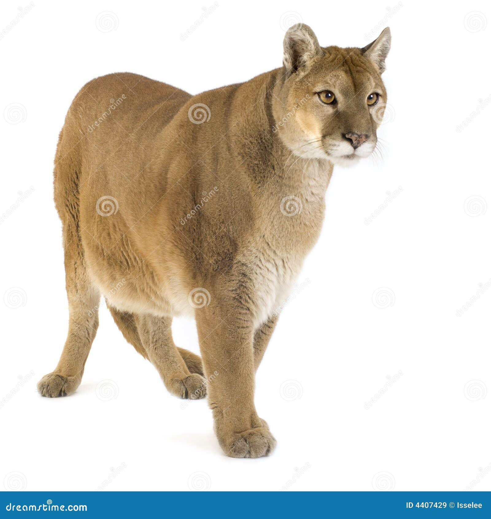 Puma (17 Years) - Puma Concolor Royalty Free Stock Images - Image: 4407429