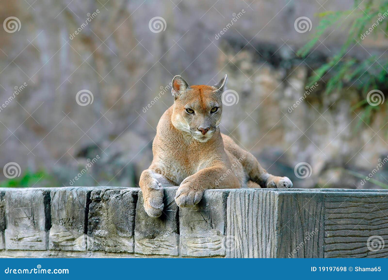 Puma stock photo. Image of ferocious, mammal, nature - 19197698