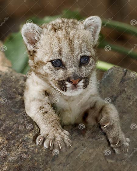Puma stock photo. Image of baby, young, lion, puma, closeup - 2351284