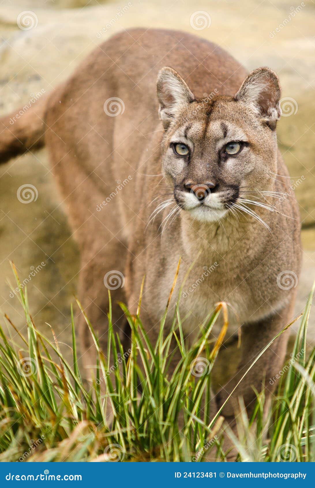 Puma fotografering för bildbyråer. Bild av jordluckrare - 24123481
