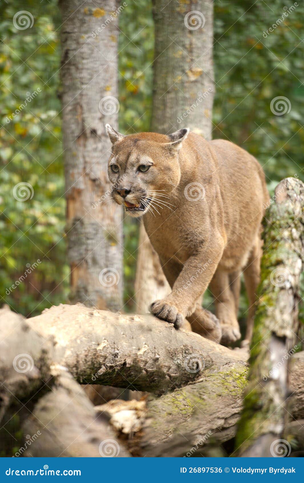 Puma stock photo. Image of felines, creatures, grasslands - 26897536