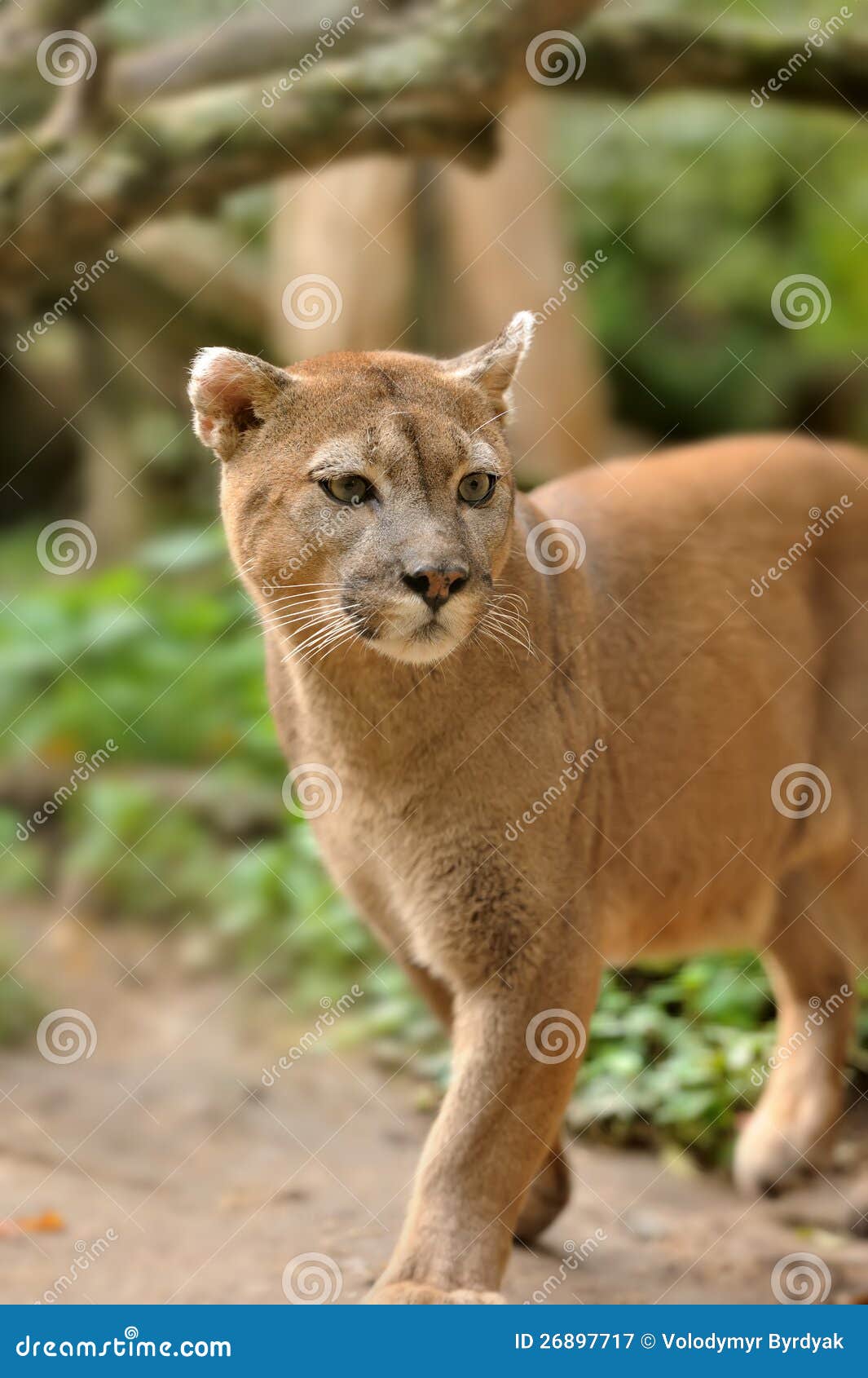 Puma stock image. Image of montana, creatures, carnivora - 26897717