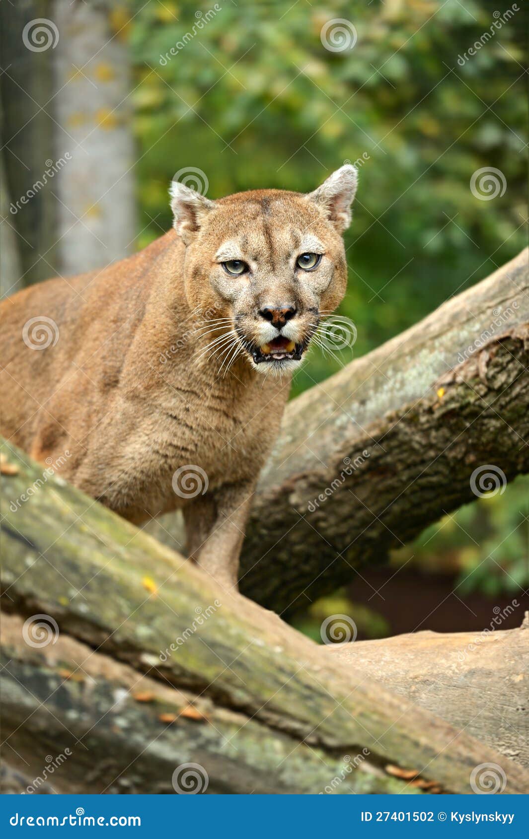 Puma stock photo. Image of animal, america, wilderness - 27401502