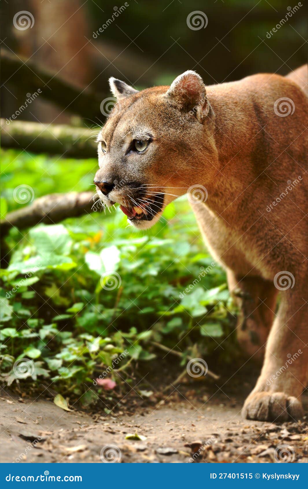 Puma stock image. Image of animal, catlike, mammal, environment - 27401515
