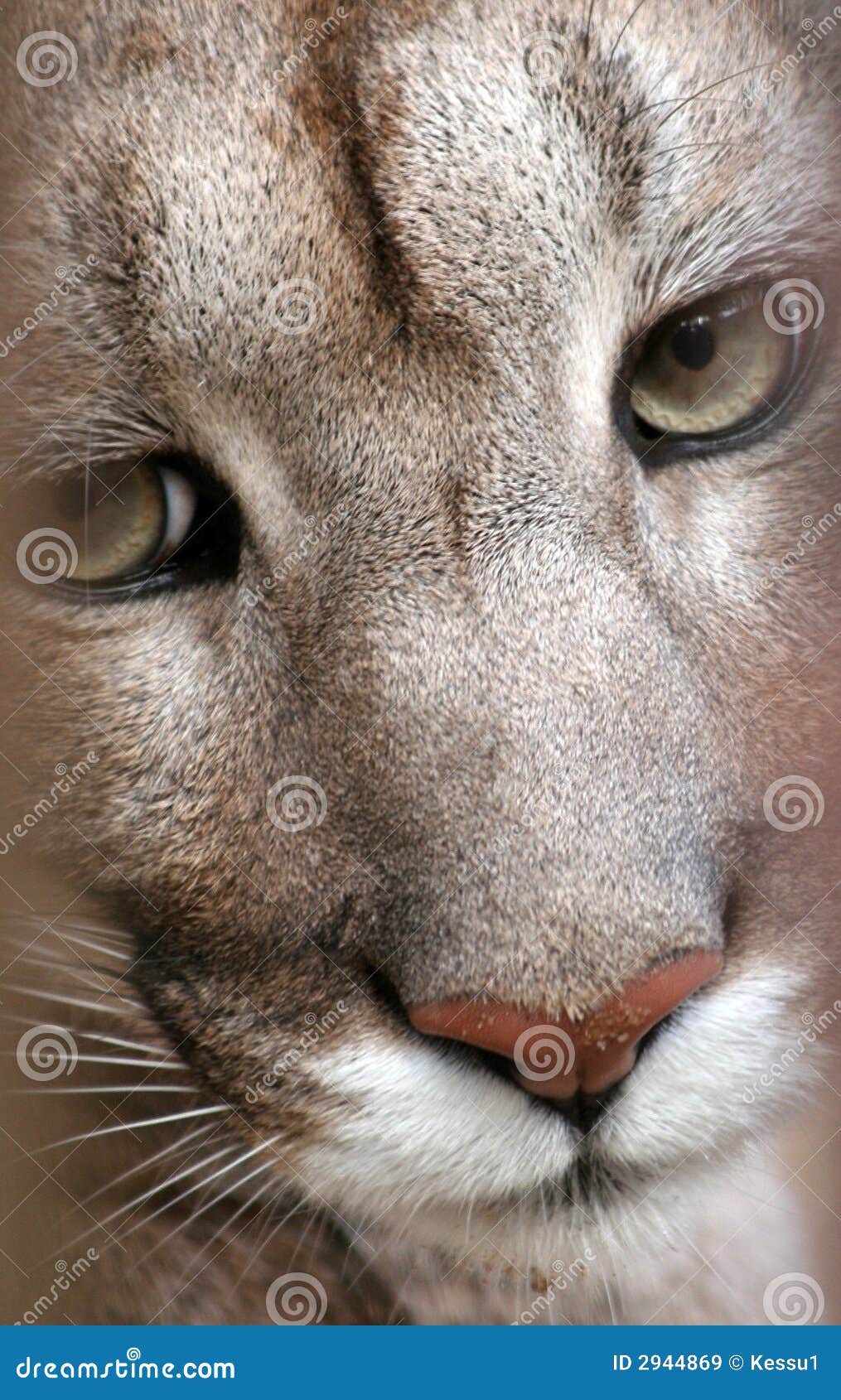 Puma stock image. Image of animals, wildcat, wild, wildlife - 2944869