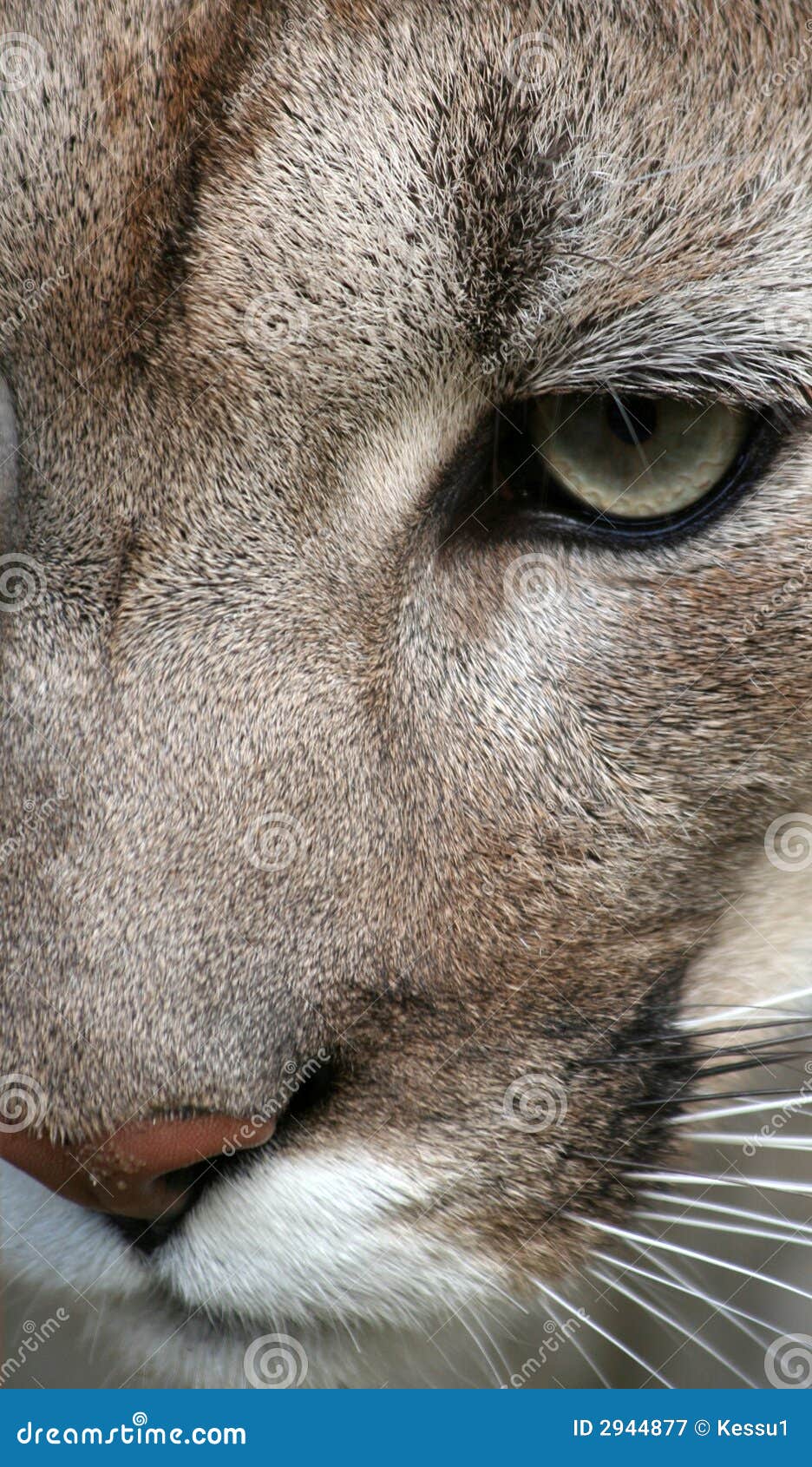 Puma stock image. Image of powerful, anger, dangerous - 2944877
