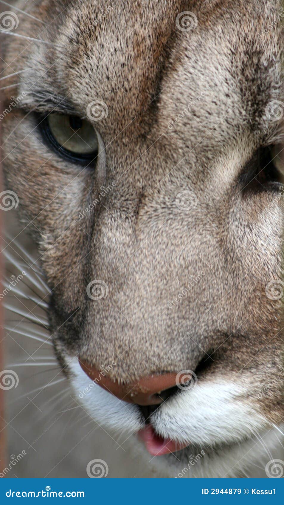 Puma stock image. Image of watching, grey, wildlife, wilderness - 2944879