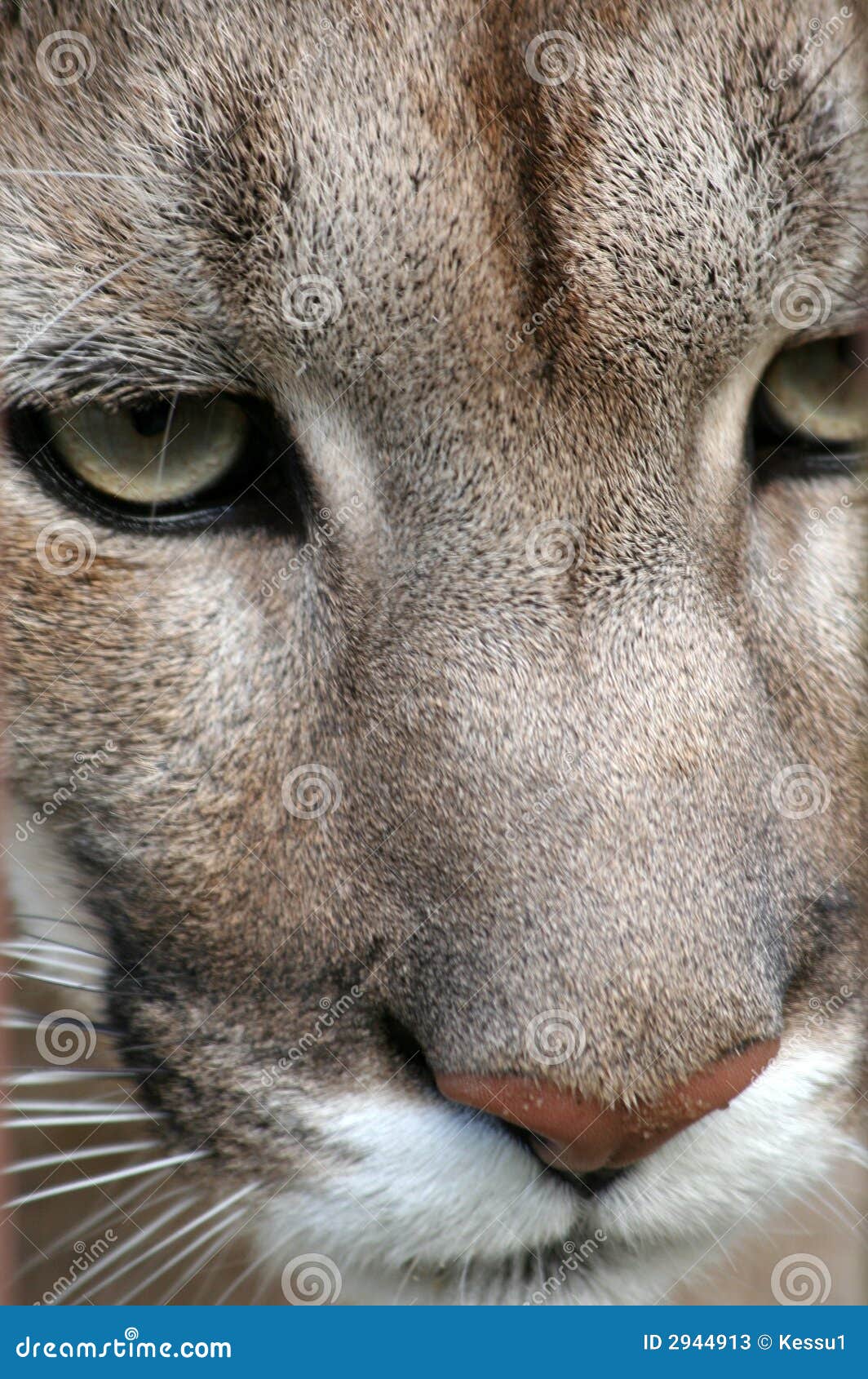 Puma stock image. Image of gaze, mammal, mountain, anger - 2944913