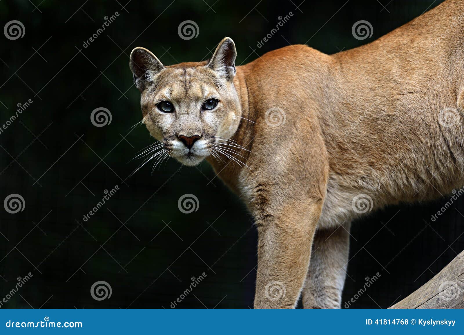 Puma stockfoto. Bild von wild, nave, wald, schwarzes - 41814768