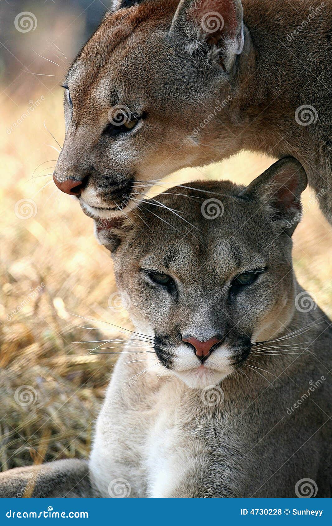 Puma stock photo. Image of looking, protection, furry - 4730228