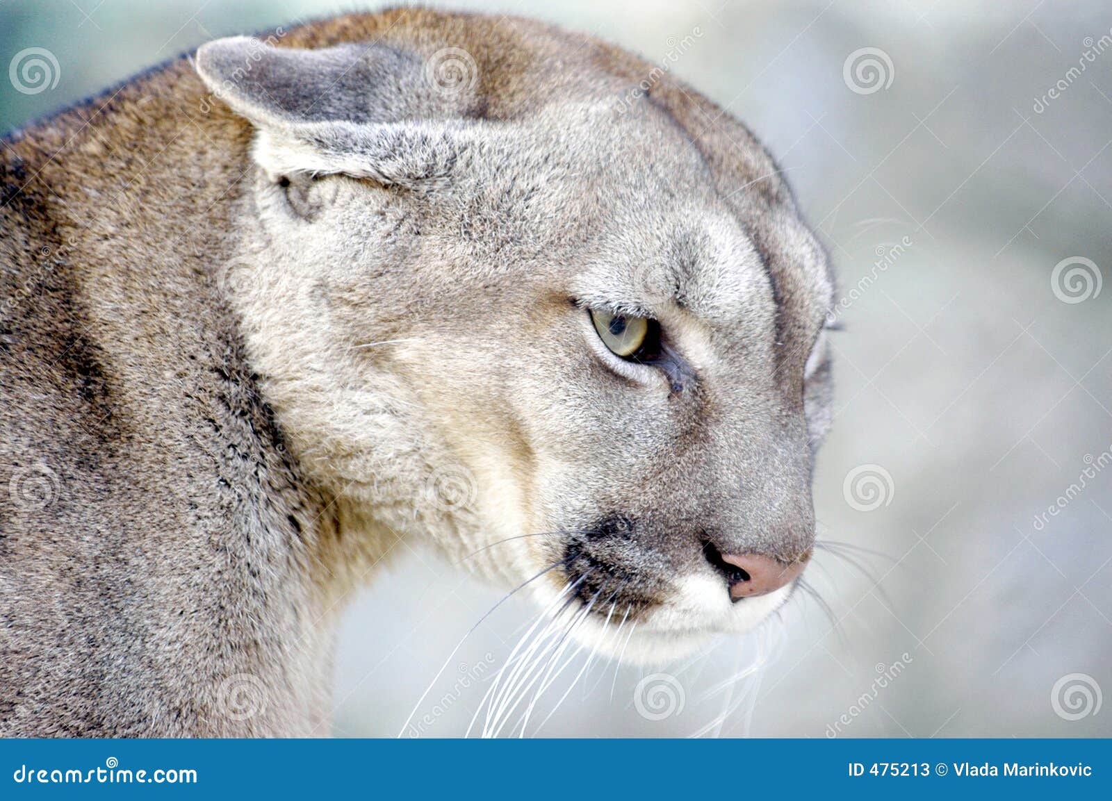 Puma stock image. Image of male, wildlife, cougar, lions - 475213