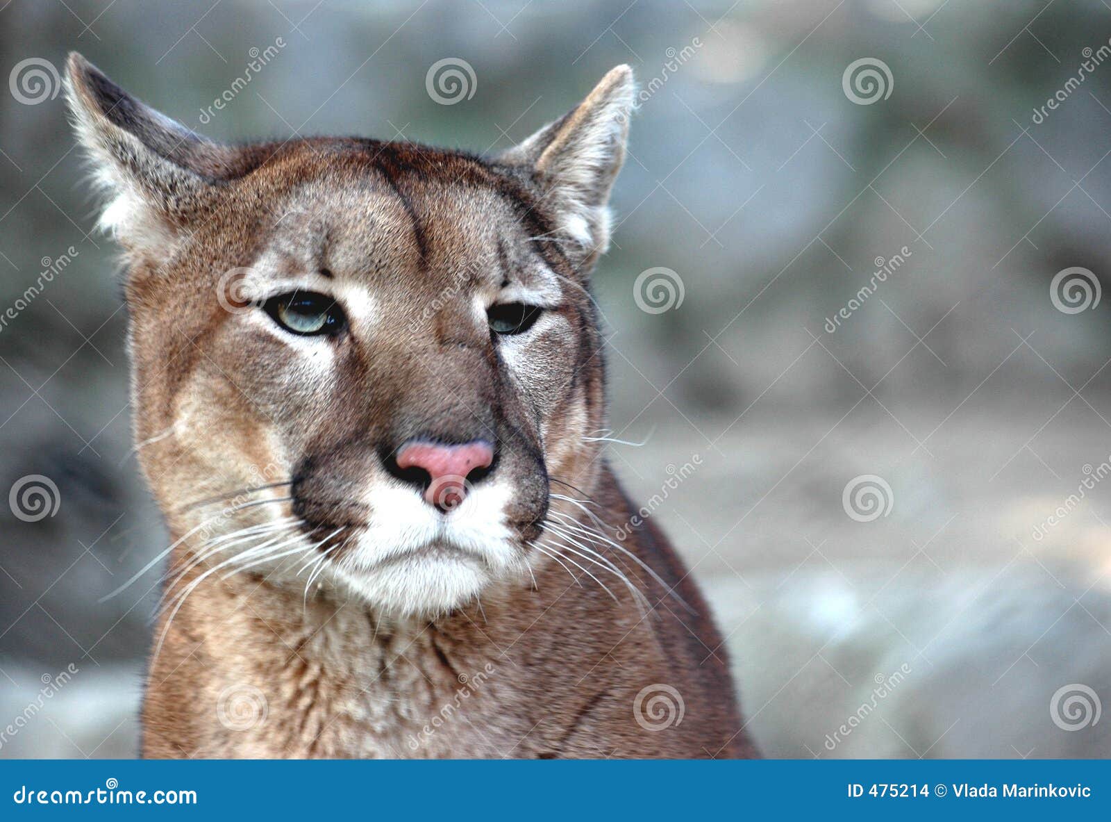 Puma stockfoto. Bild von wildnis, katze, puma, auge, wild - 475214