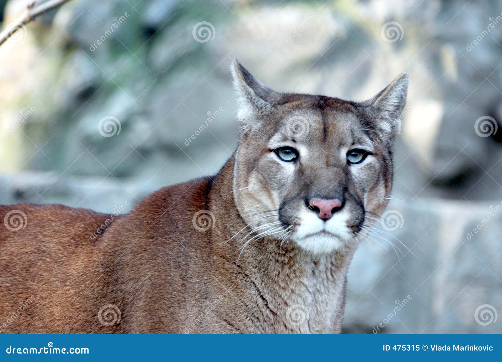 Puma stock image. Image of male, dangeour, wildcat, lions - 475315