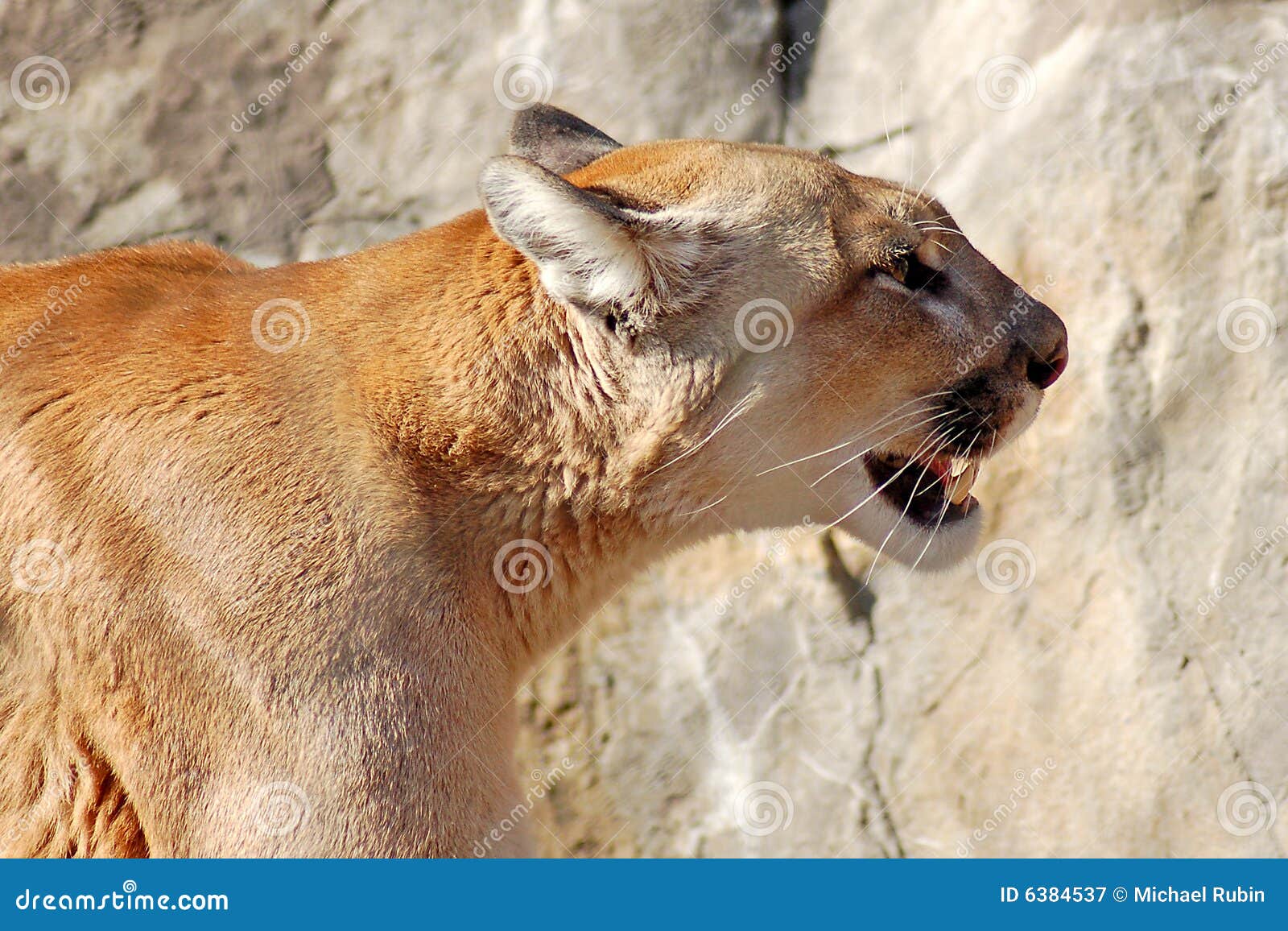 Puma imagen de archivo. Imagen de dientes, animal, gato - 6384537