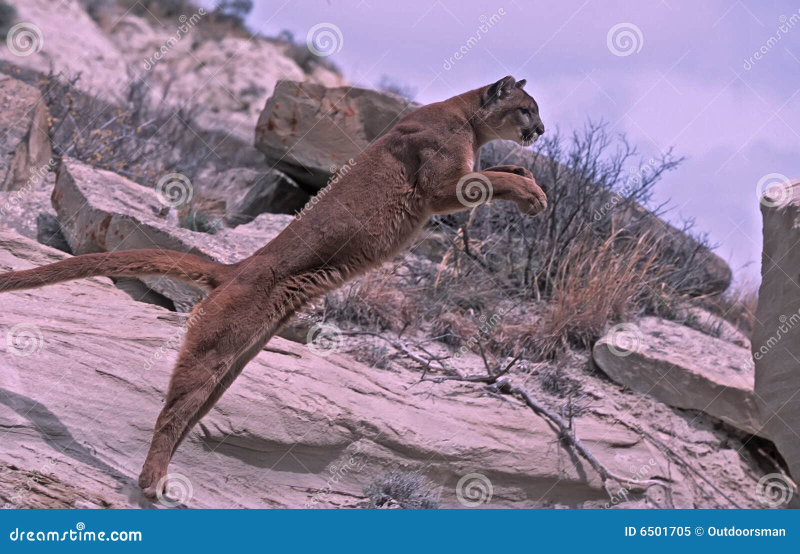 Puma stockbild. Bild von energisch, katzenartig, ausdehnung - 6501705