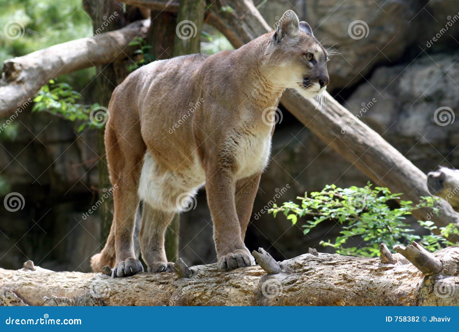 Puma stock photo. Image of wildlife, grey, wilderness, feral - 758382