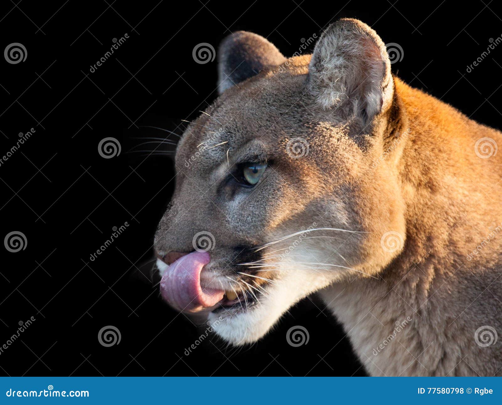 Puma foto de stock. Imagem de wildlife, focinho, nave - 77580798