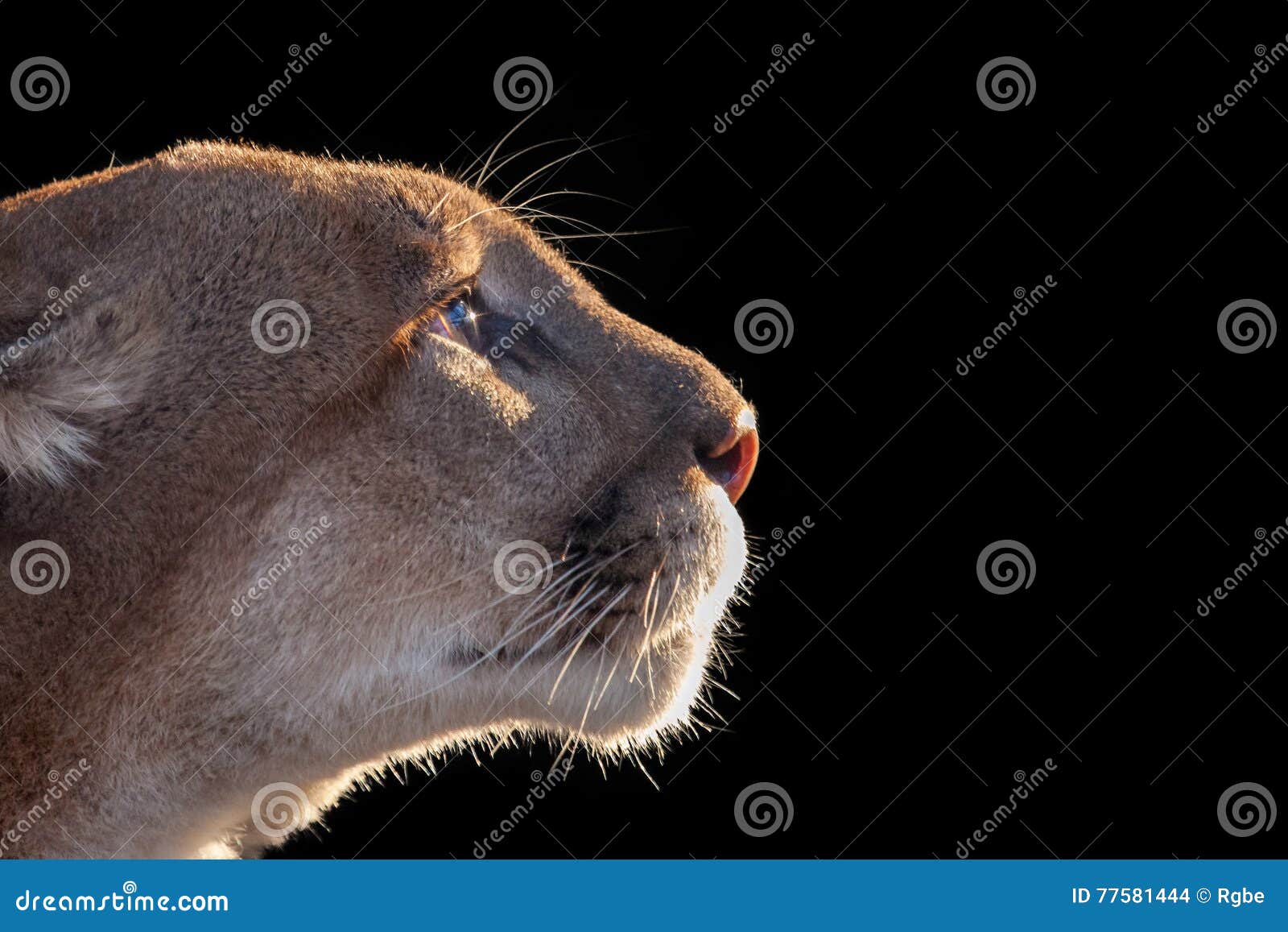 Puma foto de archivo. Imagen de negro, rugido, cierre - 77581444