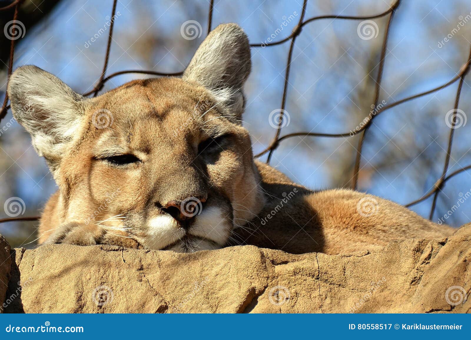 Puma imagen de archivo. Imagen de sentada, contexto, negro - 80558517