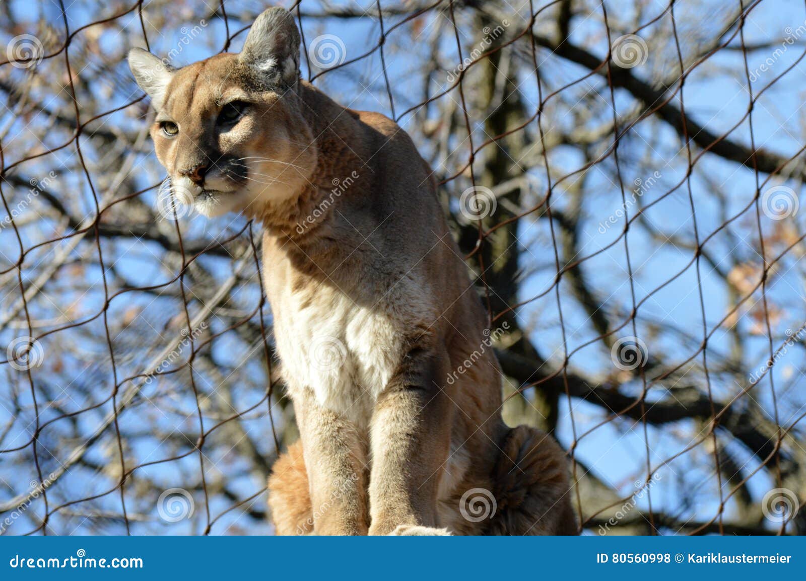 Puma stockfoto. Bild von grau, park, nave, erwachsener - 80560998