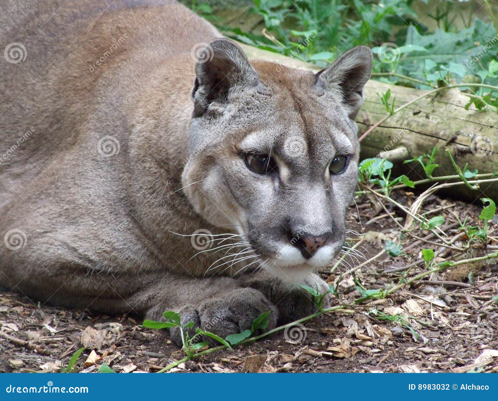 Puma Picture. Image: 8983032