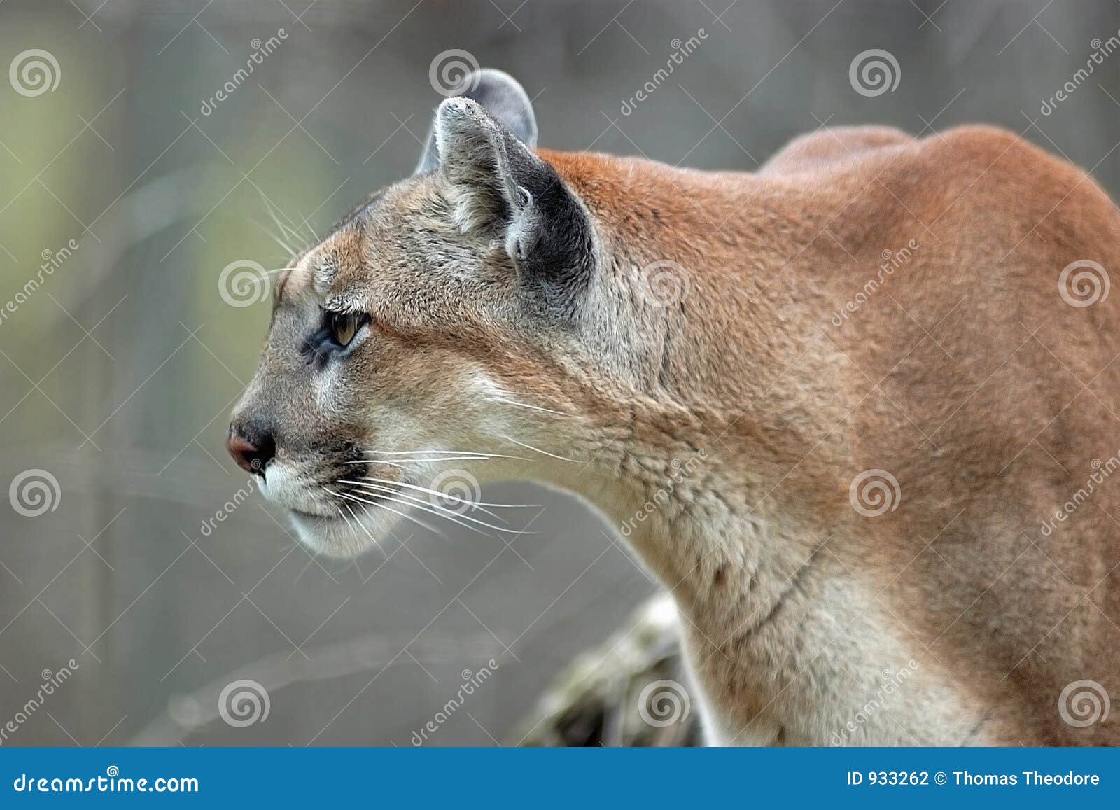 Puma stockfoto. Bild von nave, katze, wildnis, tier, säugetier - 933262