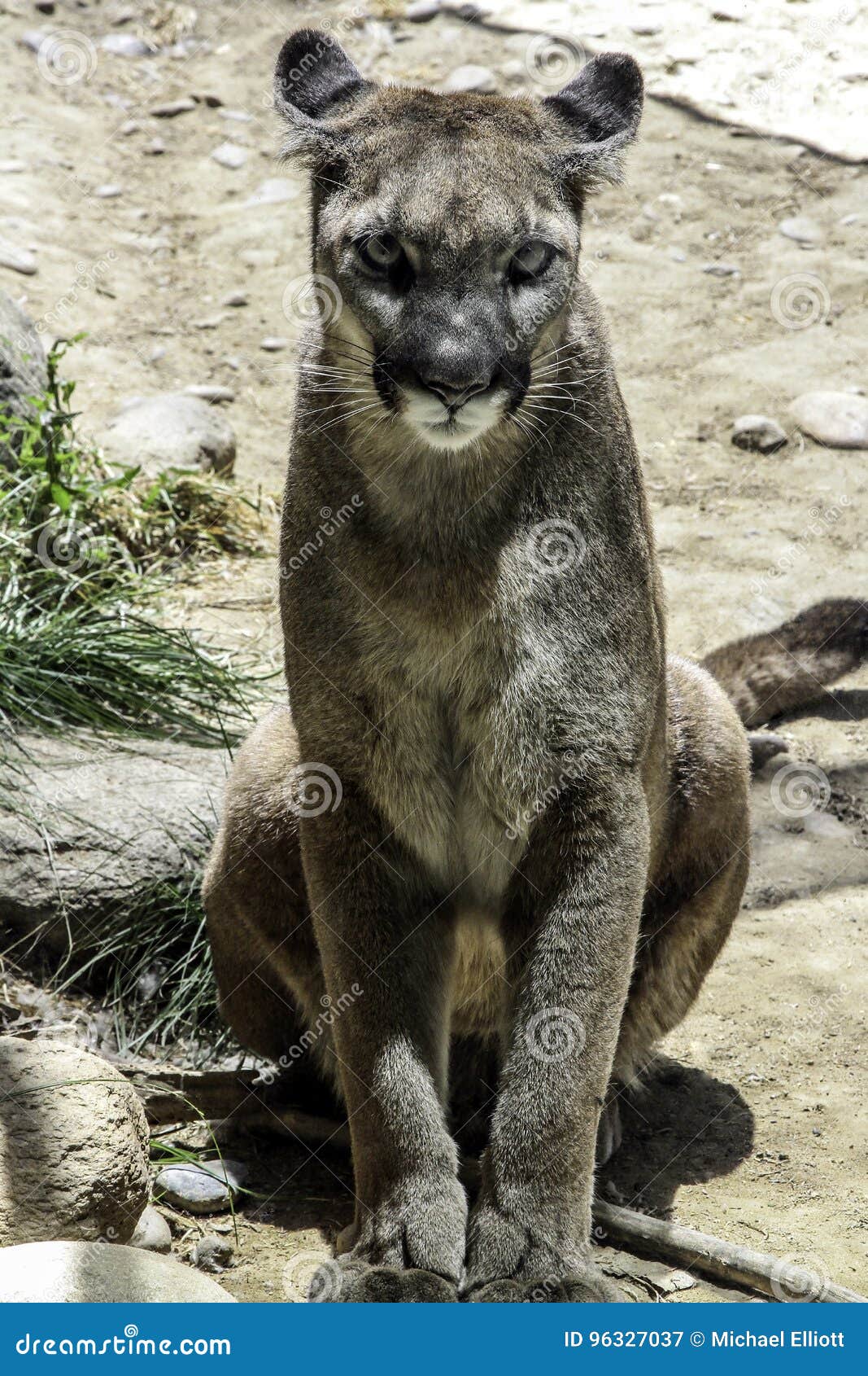 Puma fotografering för bildbyråer. Bild av päls, jägare - 96327037