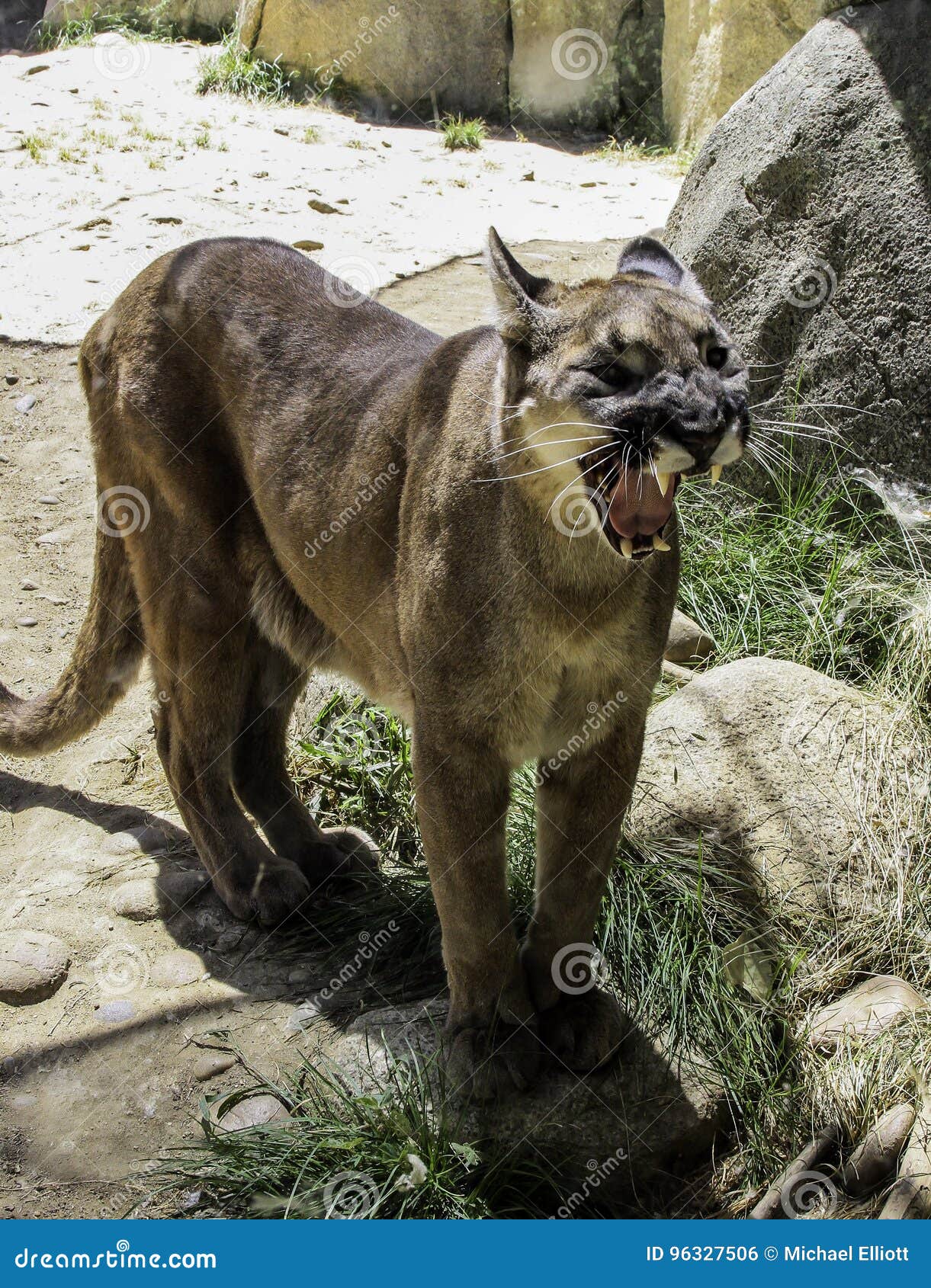 Puma photo stock. Image du félin, tête, attaque, grand - 96327506