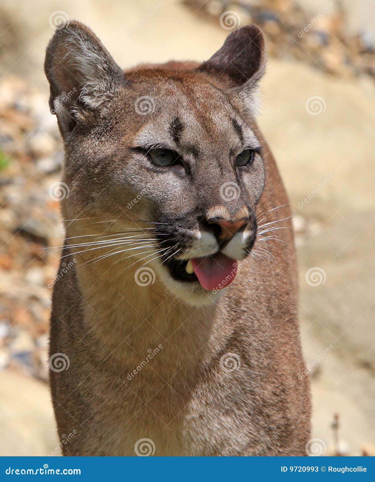 Puma stock image. Image of head, pink, cougar, lion, animals - 9720993