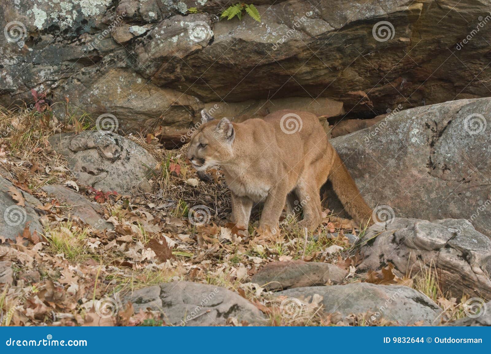 Puma photo stock. Image du montagne, cougar, minnesota - 9832644