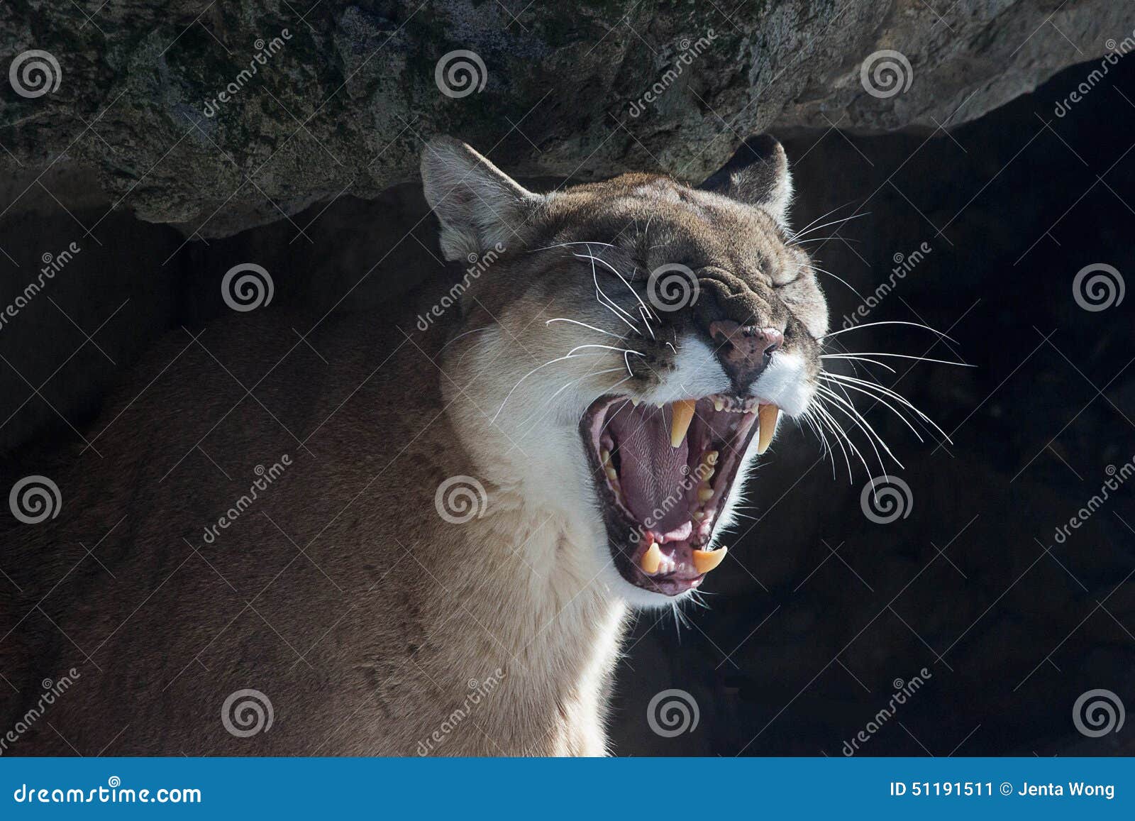 PUMA- Aggression stock image. Image of photographer, cats - 51191511