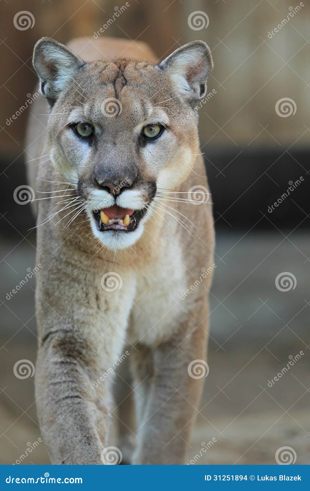 Puma stock photo. Image of large, cougar, concolor, animal - 31251894
