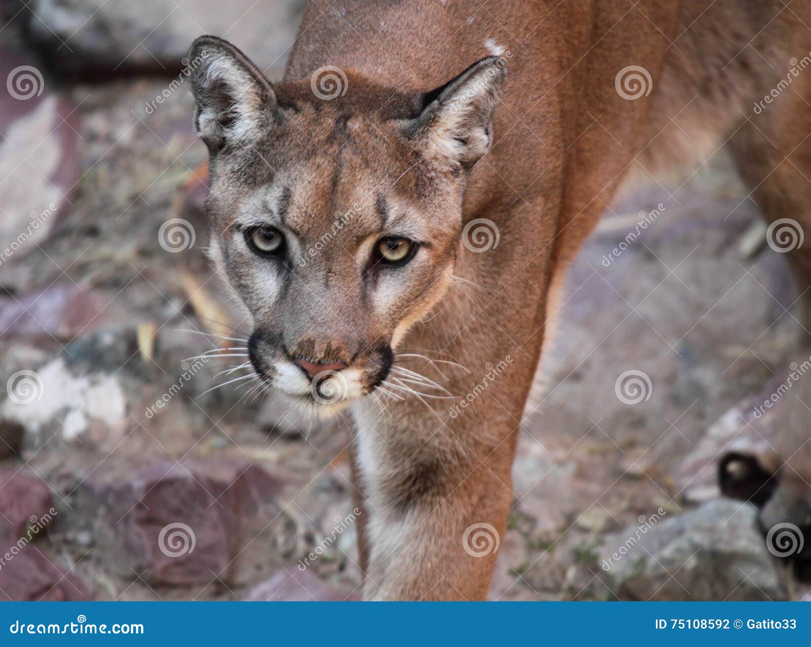 Puma Approaching stock photo. Image of nature, forest - 75108592