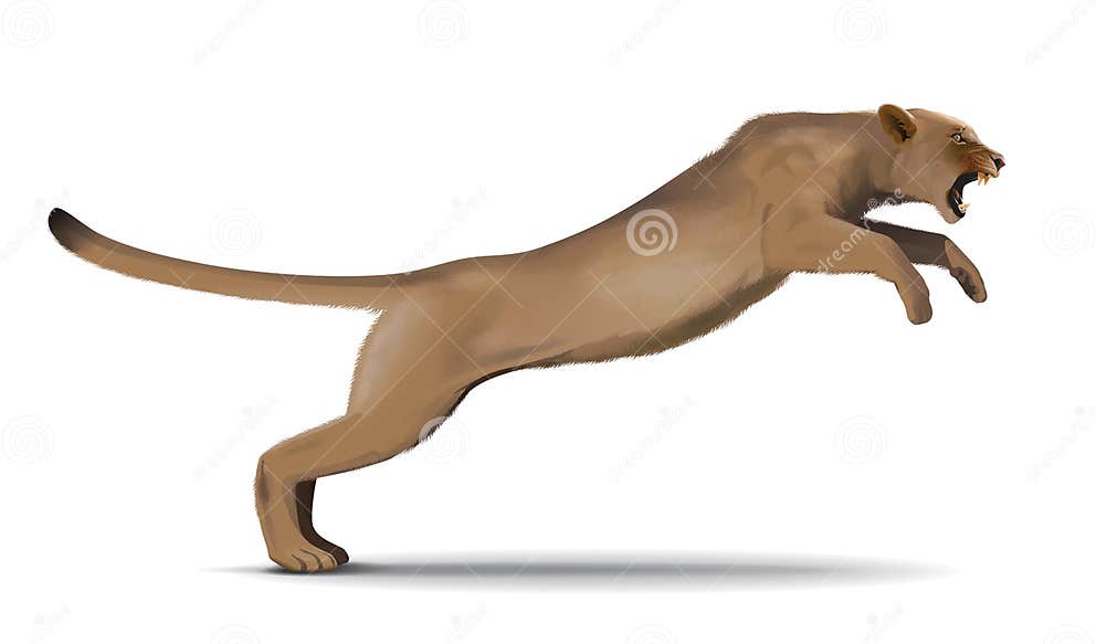 Puma attack in the jump stock vector. Illustration of grin - 62857542