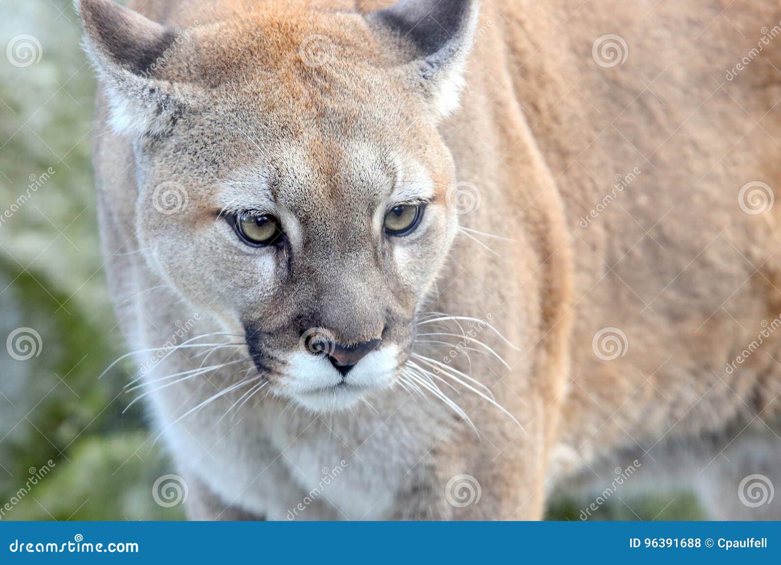 Puma stock photo. Image of hunter, head, eyes, wildlife - 96391688