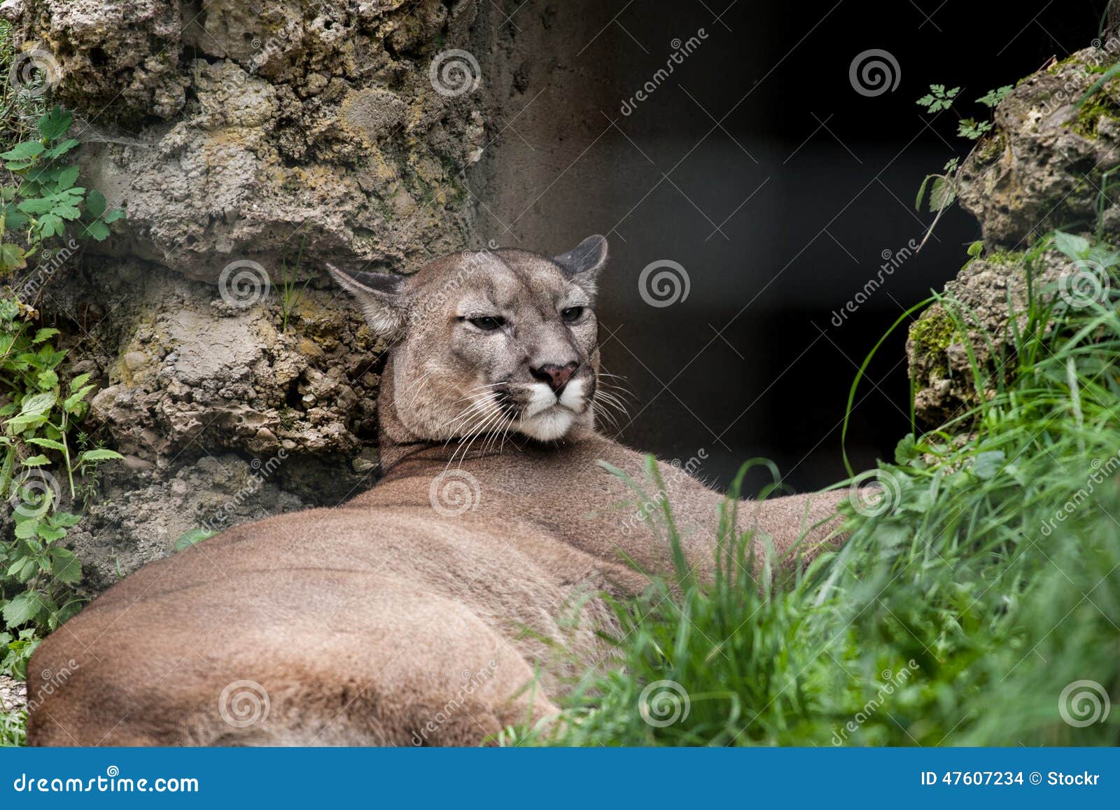 Puma stock photo. Image of animals, wild, fearful, trees - 47607234