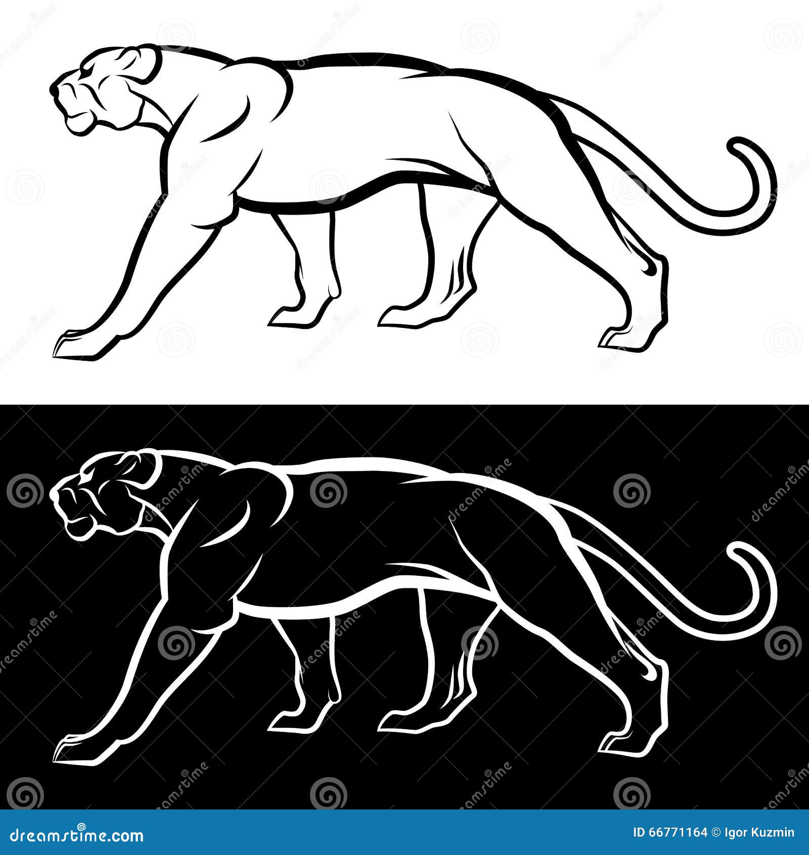Puma stock vector. Illustration of wildcat, nature, tiger - 66771164