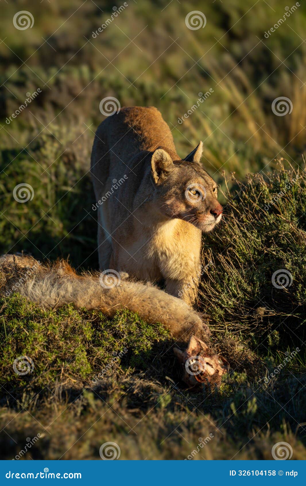 Puma with Catchlight Stands by Guanaco Kill Stock Photo - Image of ...