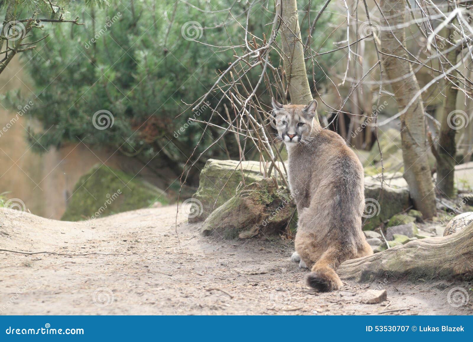 Puma chileno imagen de archivo. Imagen de puma, chileno - 53530707