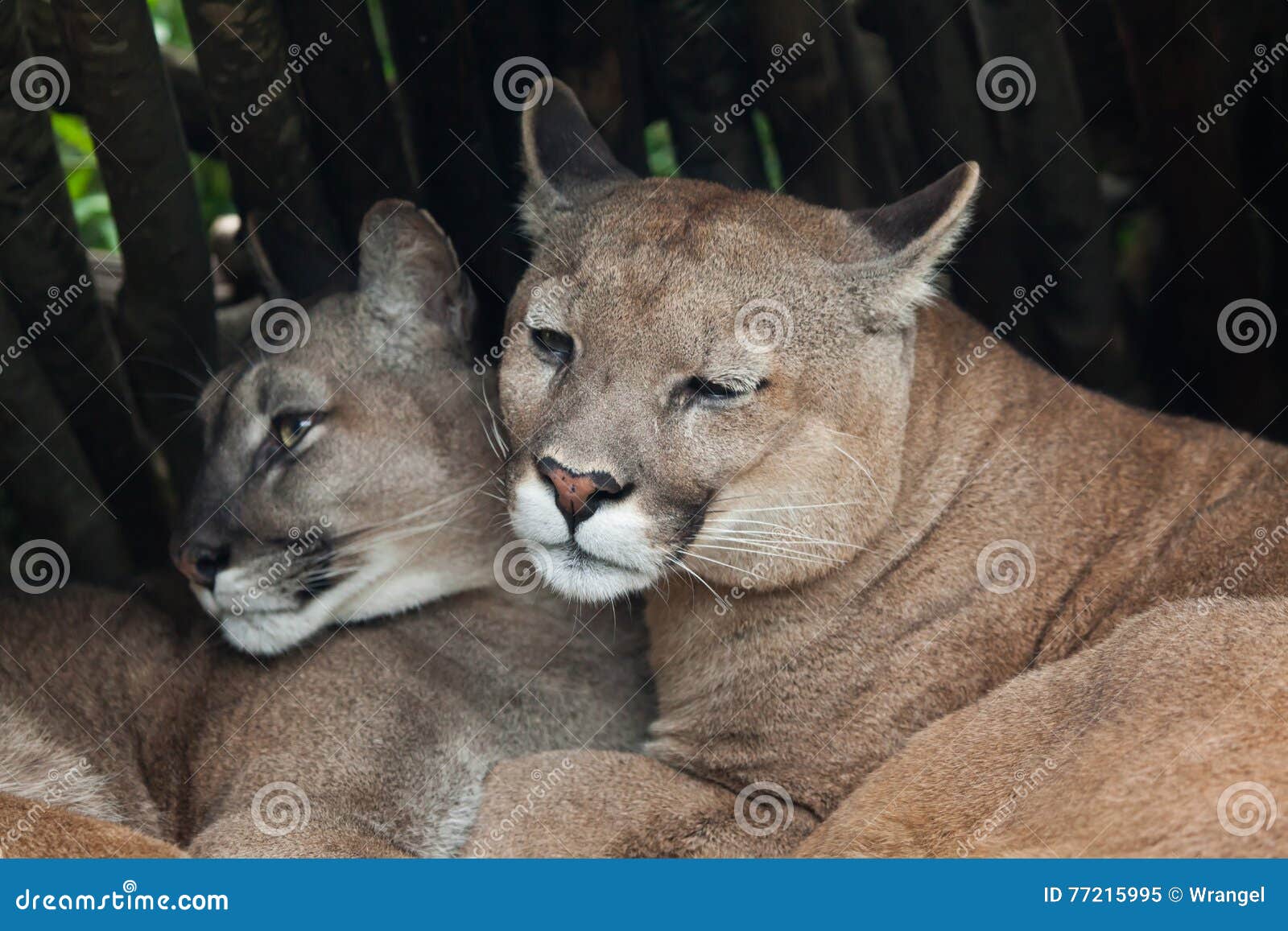 Puma Chileno Y X28; Concolor& X29 Del Puma; Imagen de archivo - Imagen ...