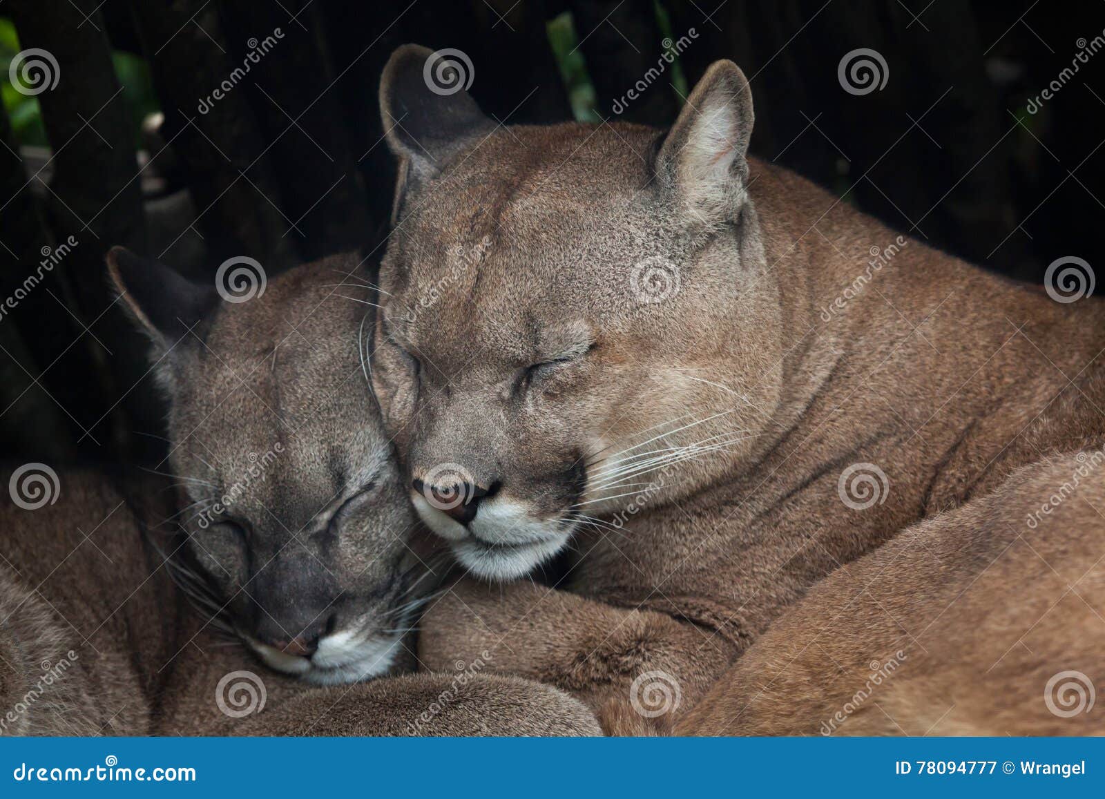 Puma Chileno Y X28; Concolor& X29 Del Puma; Imagen de archivo - Imagen ...