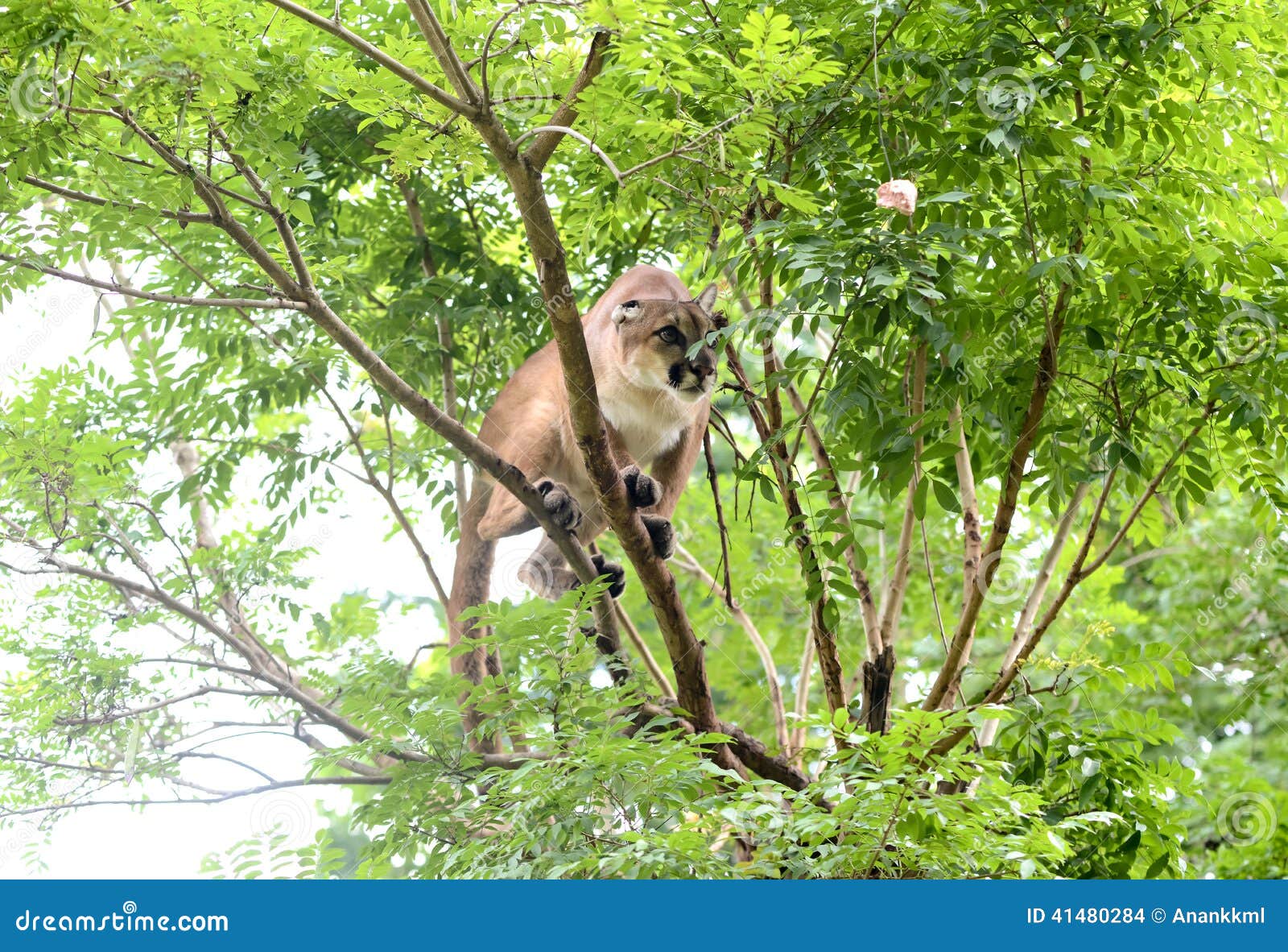 Puma climbing on tree stock photo. Image of muscle, hunter - 41480284